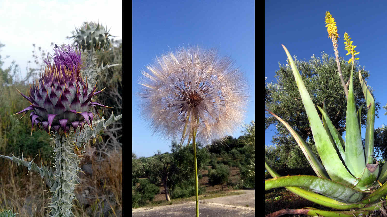 syntropic farming – keep it simple & eco!